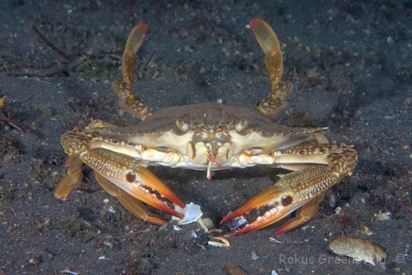 Variety of Life: Portunidae