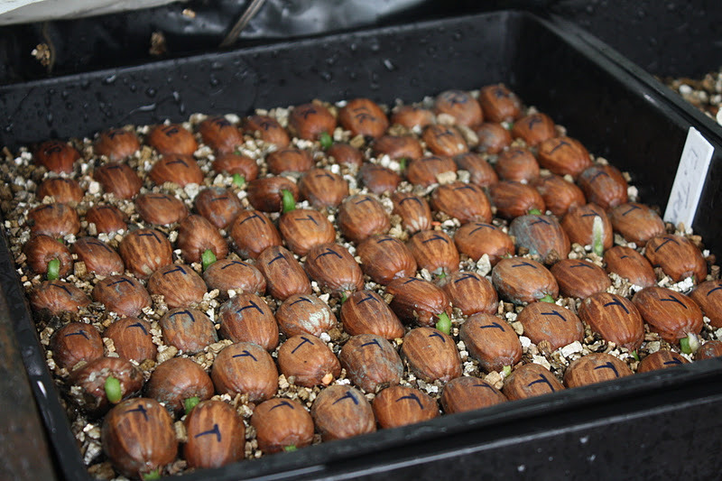 Tropical Farms Nursery: Germinating cycad seeds and seedlings in hotbed