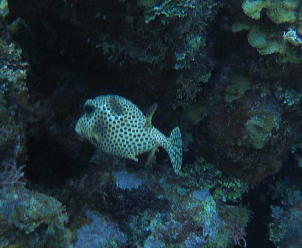 Lefty Writes: BADdies do Roatan