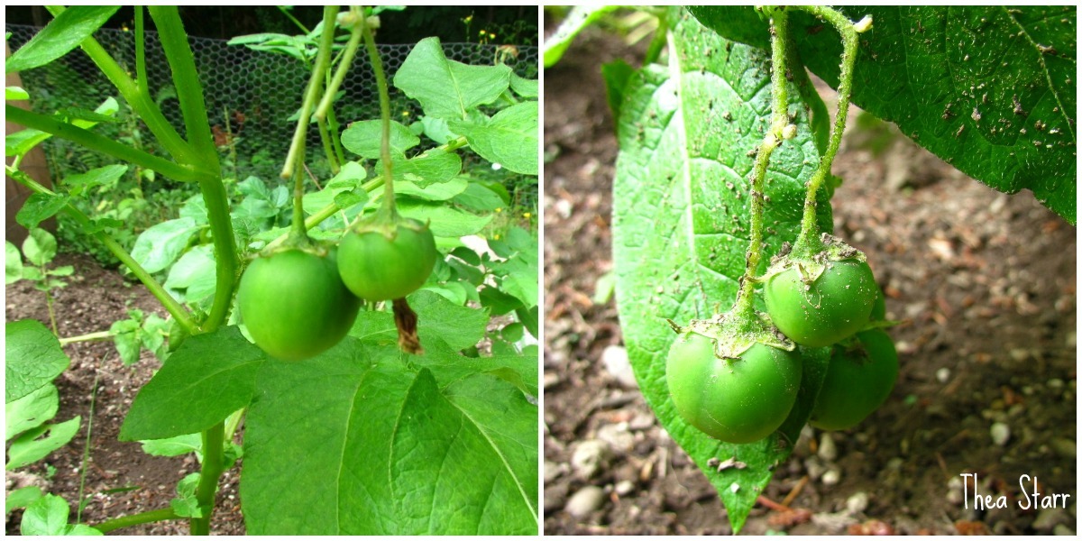 The Grey Area Mom: Potatoes & Berries
