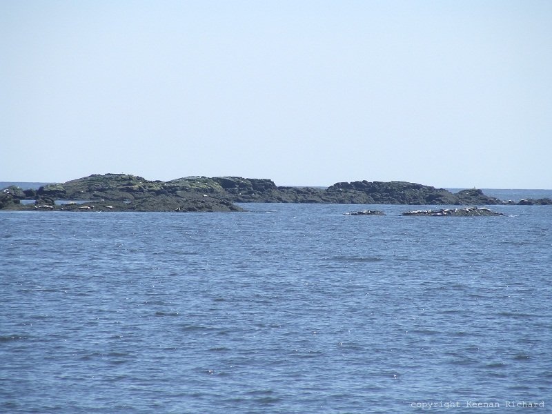 Fern Ledges (Saint John, New Brunswick)