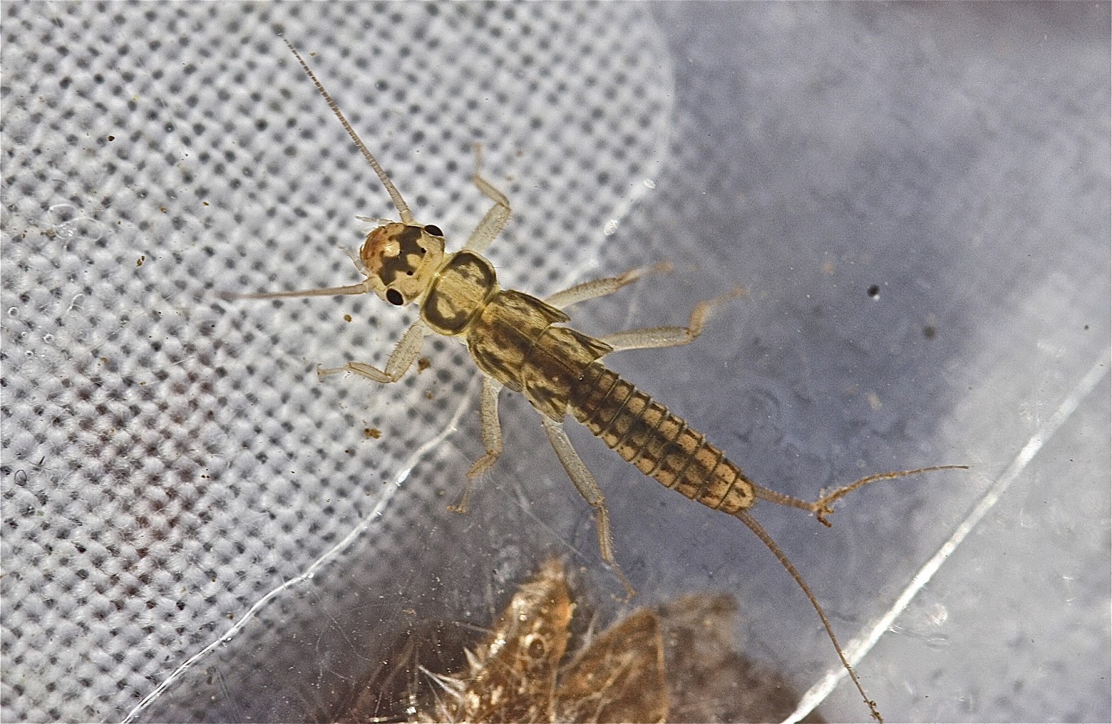 Aquatic Insects of Central Virginia: Updating the Isoperlas: a study ...