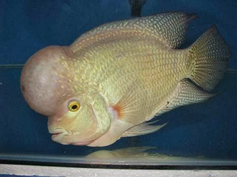 Hua Luo Han Flowerhorn Fish | TROPICAL FISH