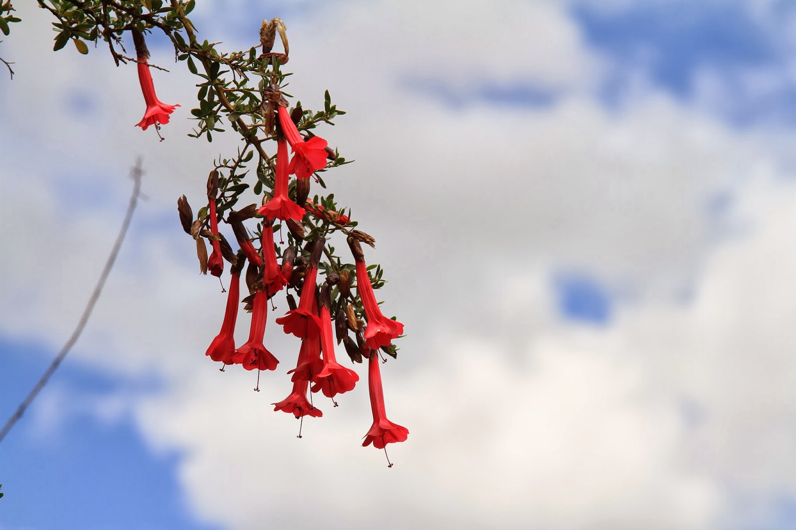 TravelMarx: Salcantay Trek: Selected Plants