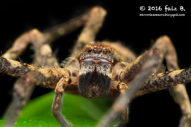 Mirrorless Macro Photography: Ultraviolet (UV) Photography of Spiders ...