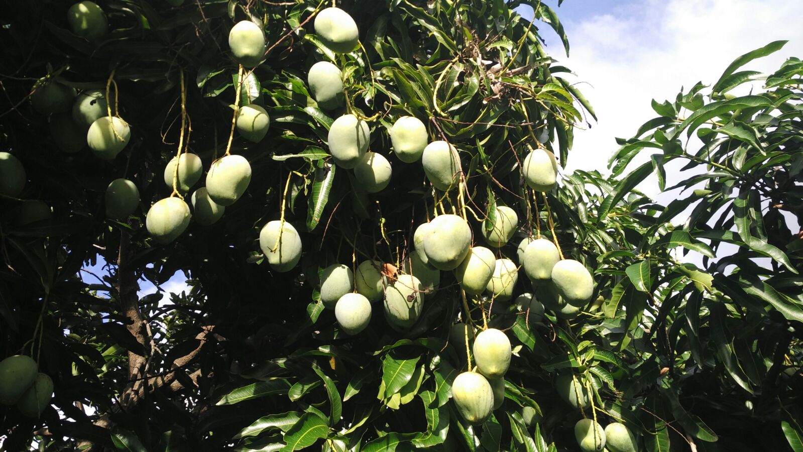 The Mango Village - Muthalamada