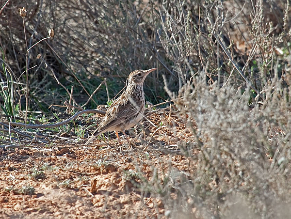 Birding in Spain, Birding in Catalonia: How to find Dupont's Lark ...