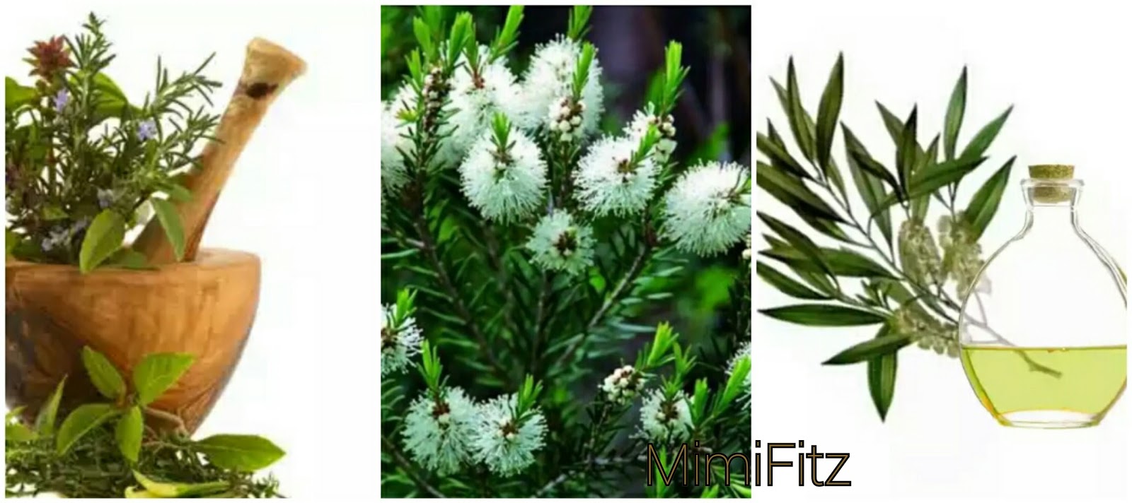 los secretos de perfumes y fragancias: Aceite Esencial de Árbol de té o ...