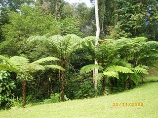 Mak Ngah Pora: Kerabu paku rawan