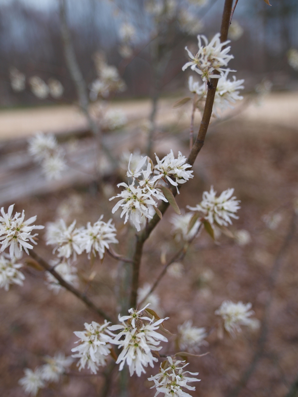 KnitOwl: Sarvis blooms
