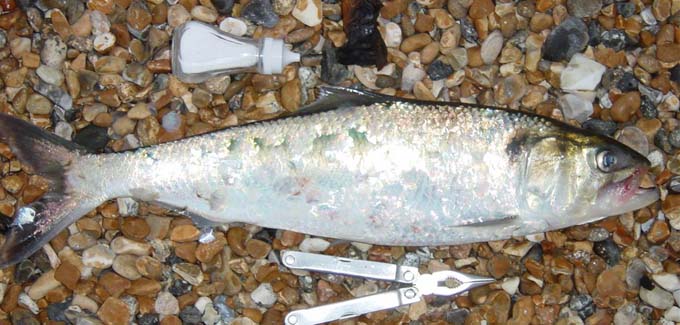 Artes de Pesca: VAMOS A PESCAR SABOGA