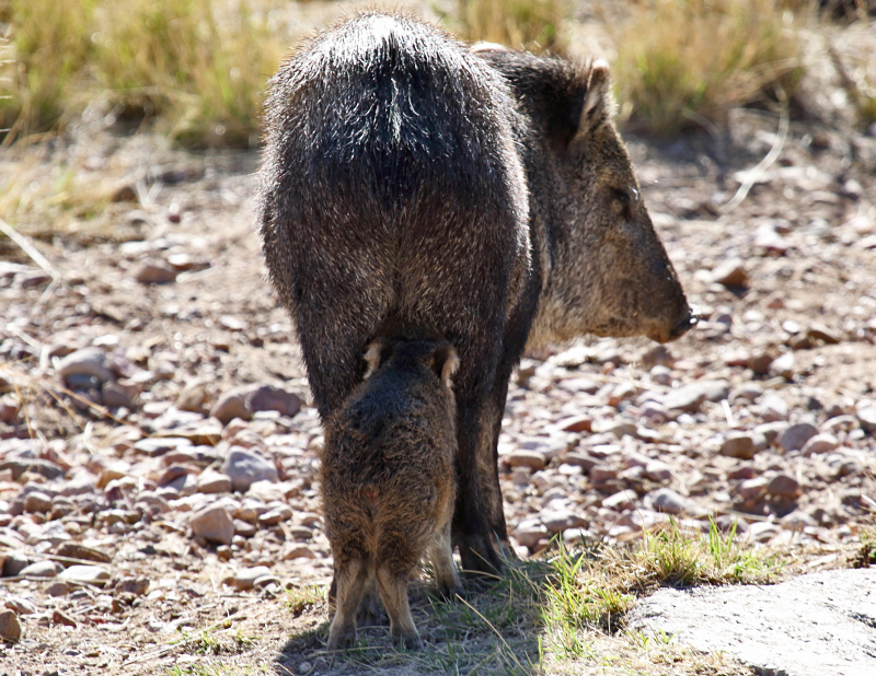 Faranuf From The Madding Crowd: Adventures Living In The Chiricahua ...