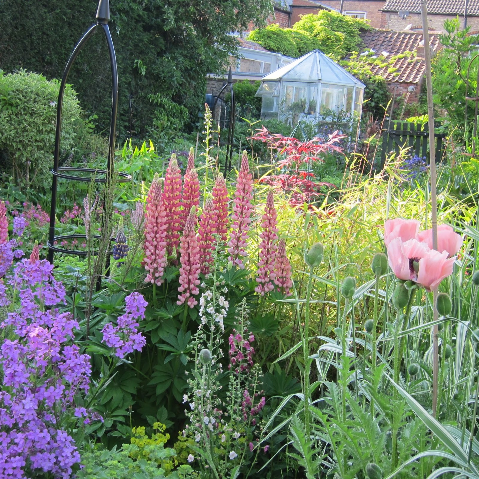 New shoots - biopic of a rebellious English garden...: Pretty in pink ...