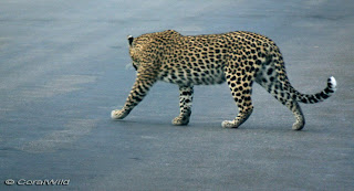 Coral Wild - A Safari Guides Diary: Quality time with a leopard
