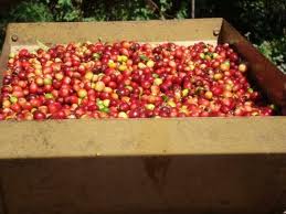 EAST TIMOR COFFE ACADEMY: TIMOR E A CULTURA DO CAFÉ