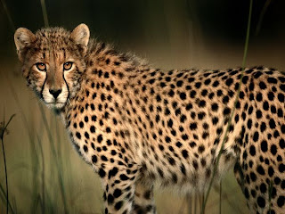 animals adaptations for survival: Cheetah