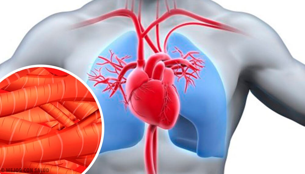MÚSCULO CARDÍACO EL CORAZÓN COMO BOMBA.