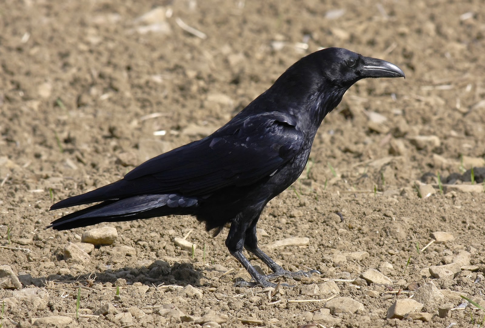 Navarra al natural: Cuervos de leyenda