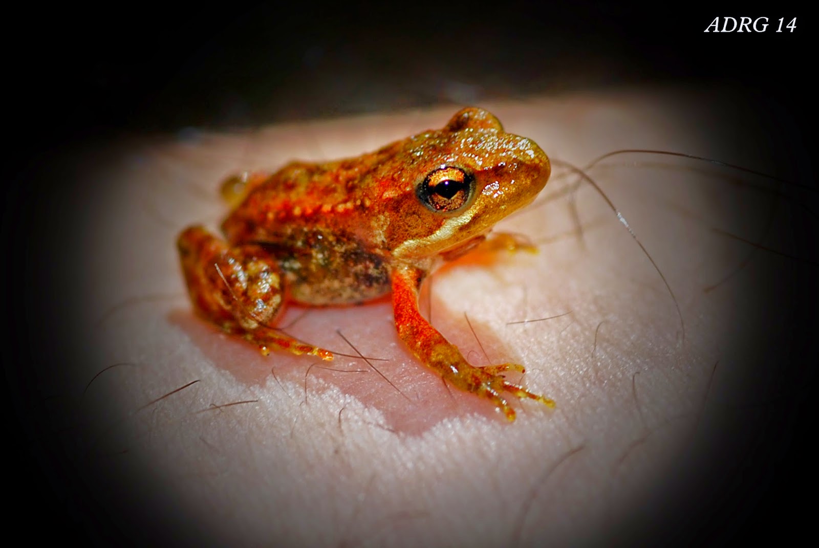 UN AMBIENTALISTA: Los pequeños detalles: un sapito