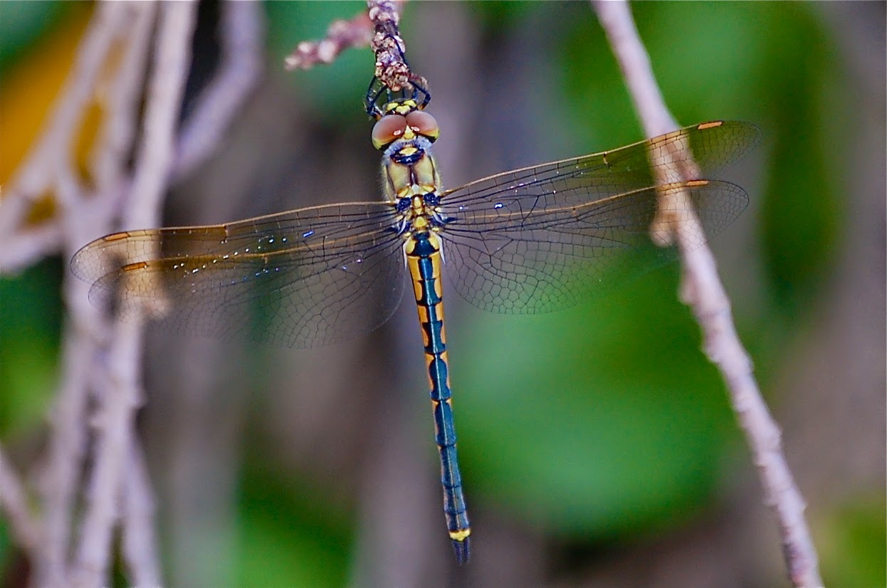 The Insect Diary: Australian Emerald and Tau Emerald Dragonfly: A ...