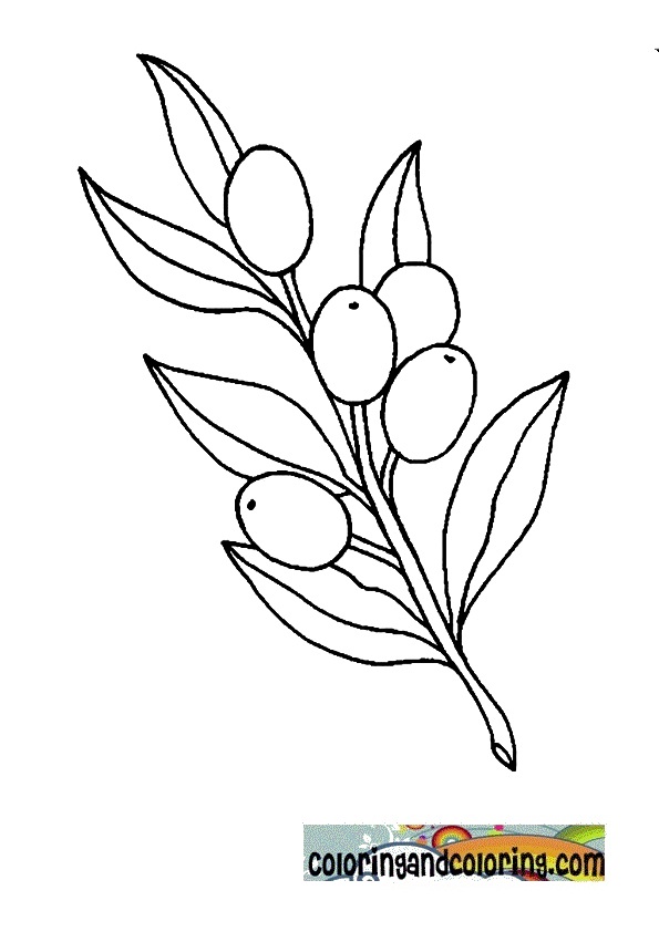 Crown Of Olive Branches Coloring Page Coloring Pages