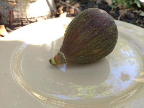 Flanders Fig - Var Tin