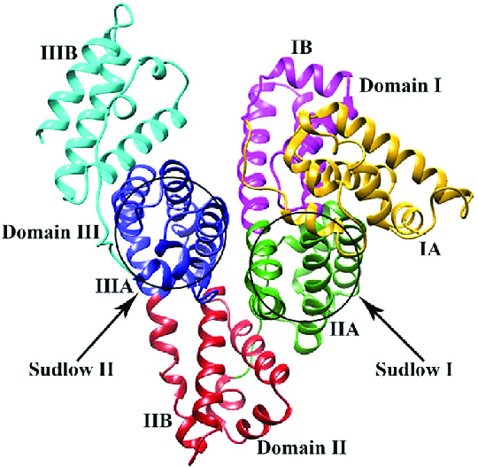 익명의 블로그: Human Serum Albumin