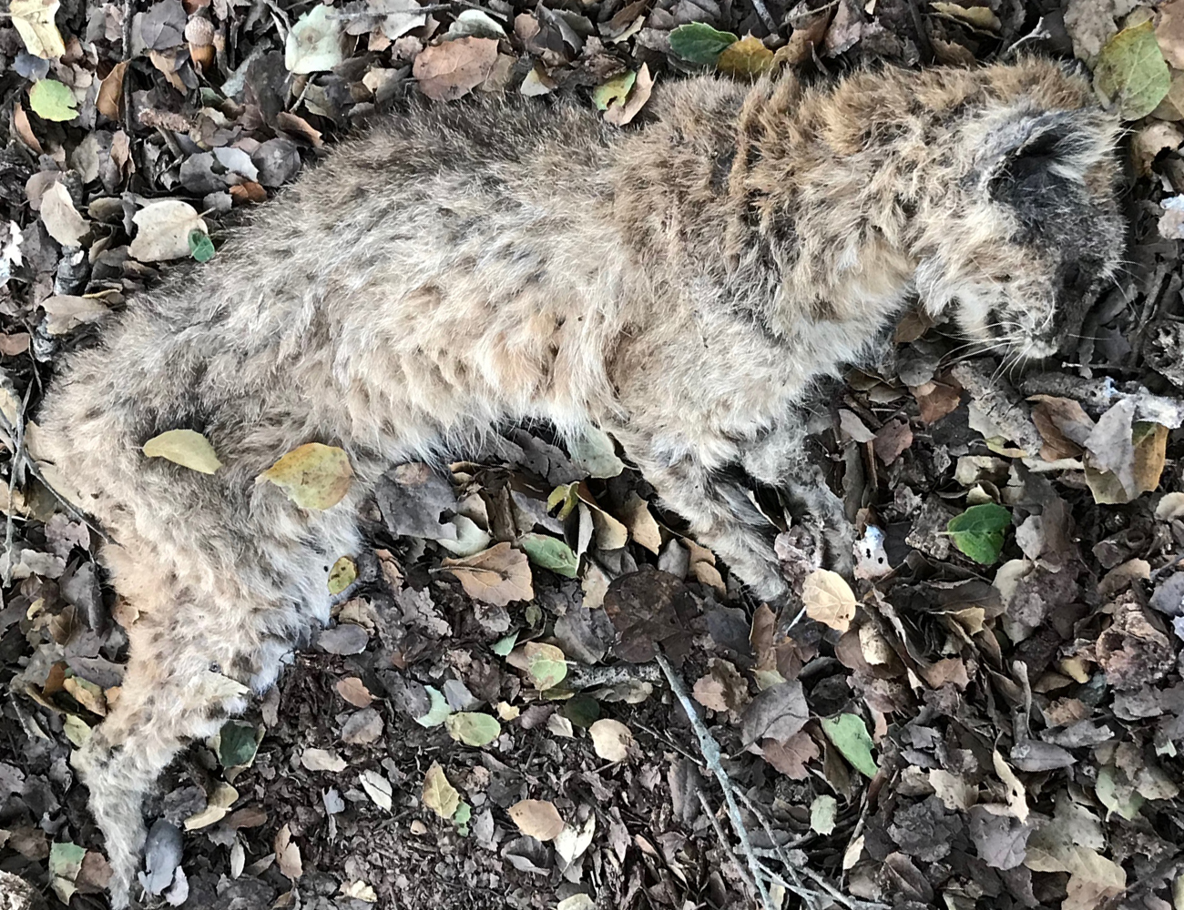 Wildlife Emergency Services blog: 2017