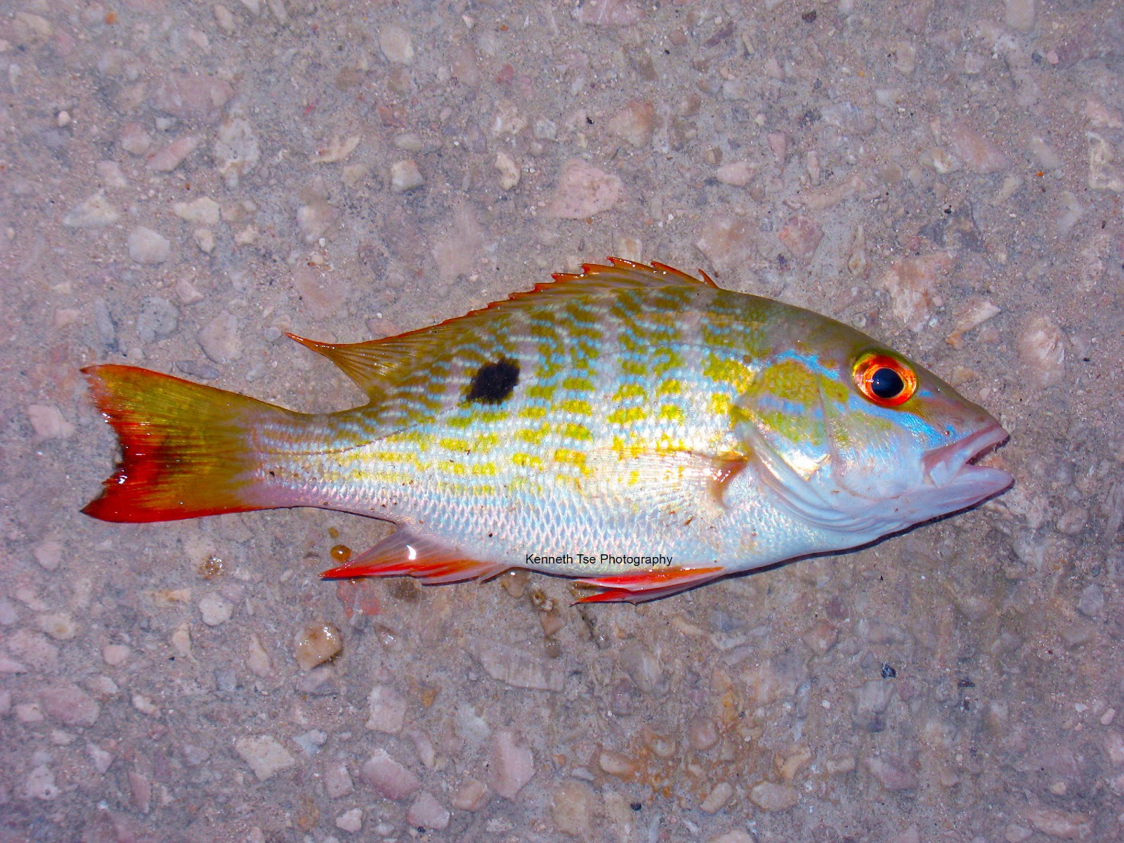 MuskieBait Adventures: U betta Belize it! 2013 (Day 5)