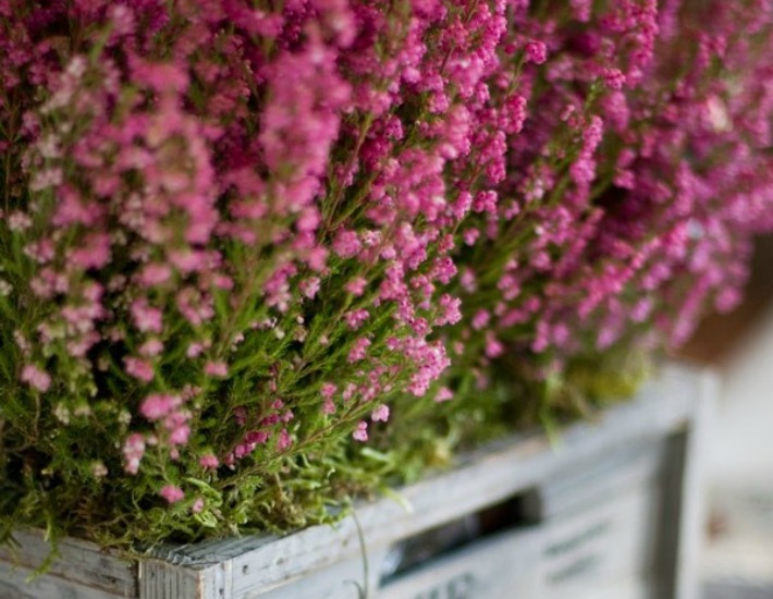 Decoración Fácil: Cuidados del brezo, la planta del otoño