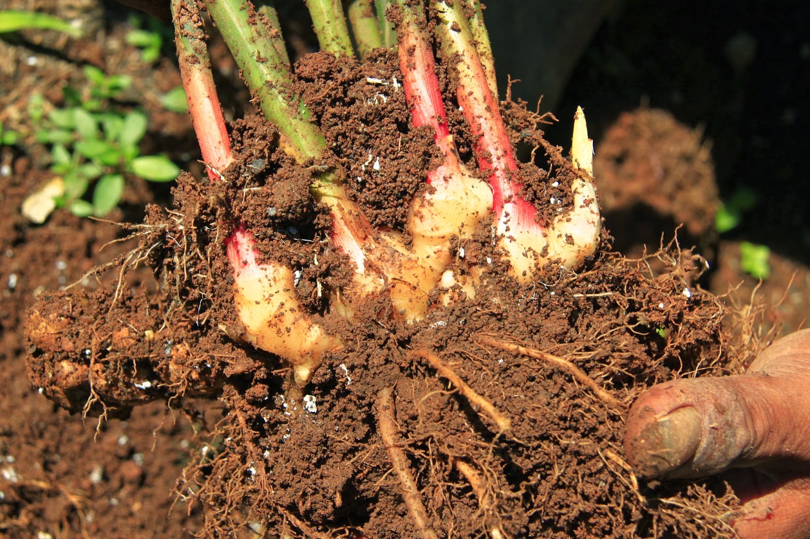 blog pertanian: cara budidaya jahe terlengkap