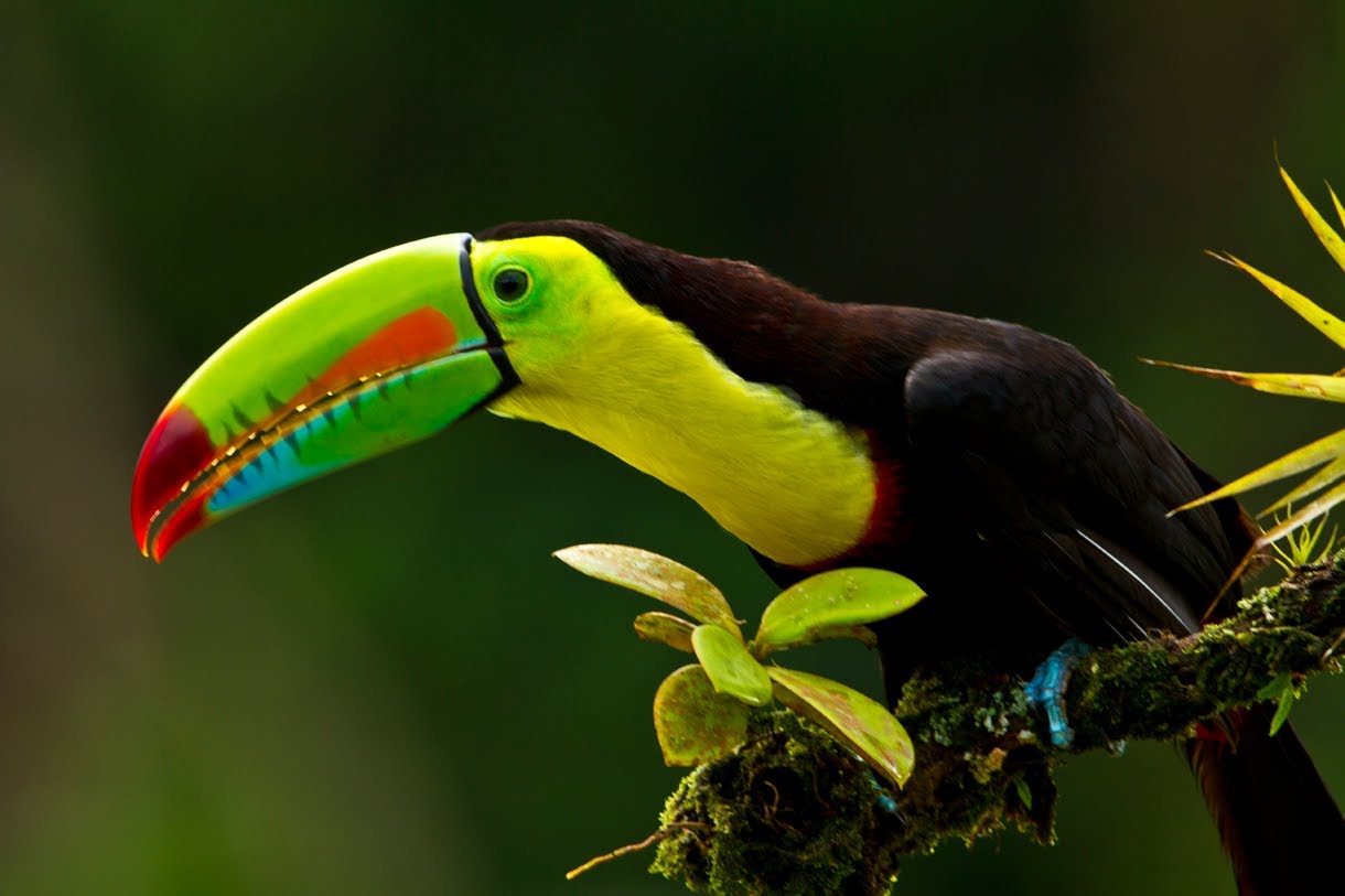 Keel-billed Toucan | Earth Blog