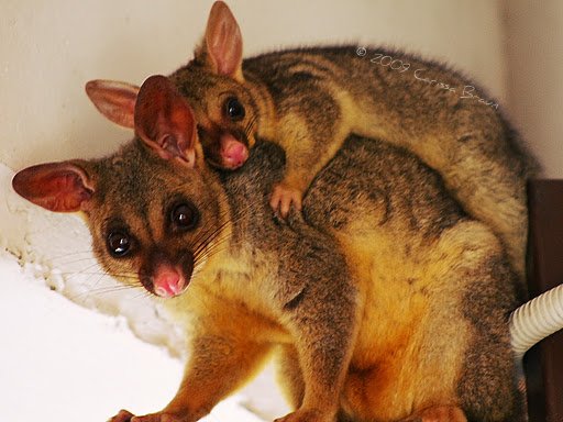 Nature Photography and Facts : Common Brushtail Possum