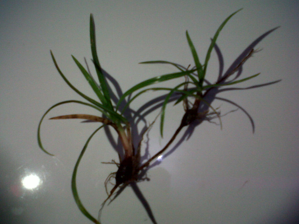 Rumah Tasikmalaya: RUMPUT TEKI (Cyperus rotundus) - Tanaman Obat Herbal