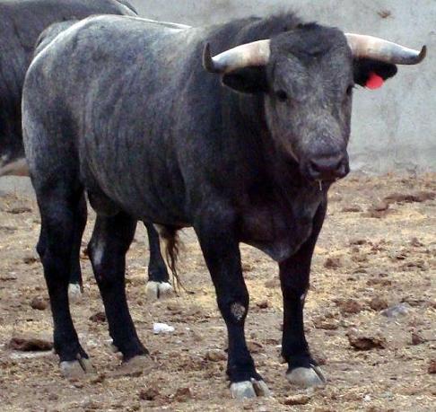 TORO PRENSA PERU: toros para las corridas de ACHO,