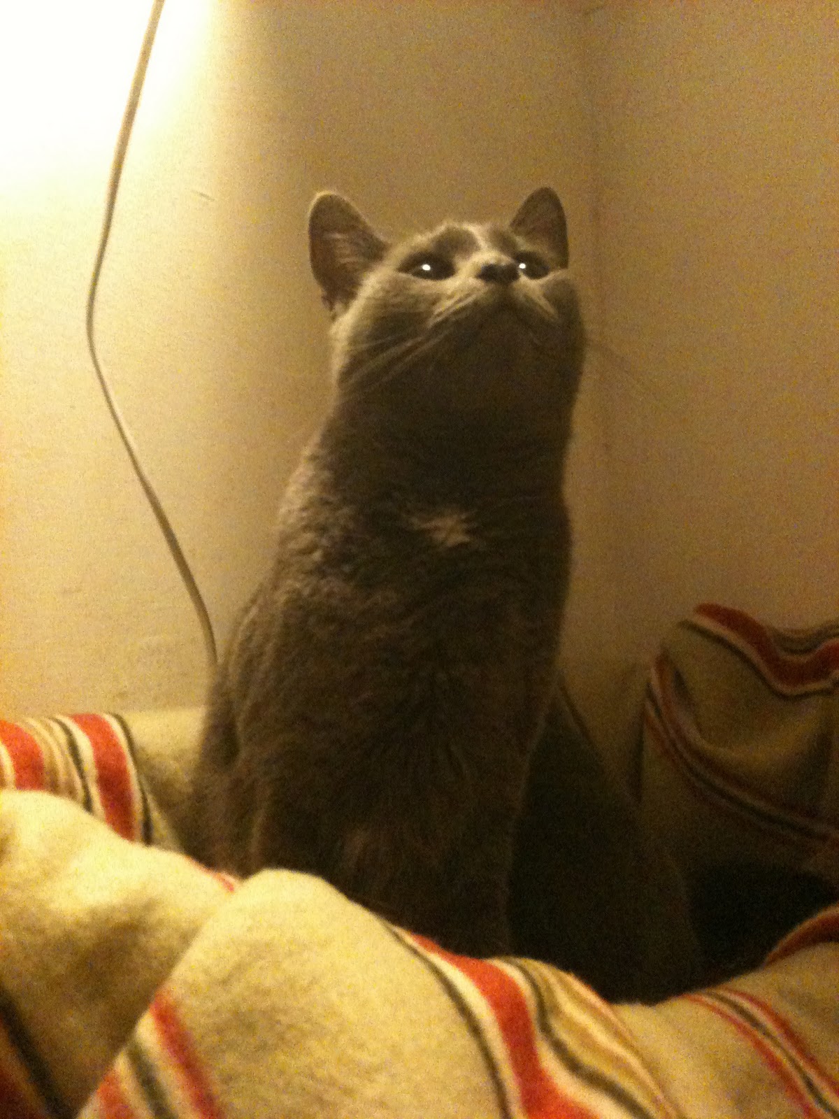 buzzcats: This is the Buzz Cat