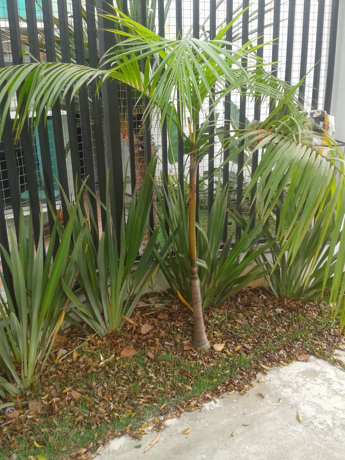 Revolução no Quintal: Palmito Juçara - Euterpe edulis