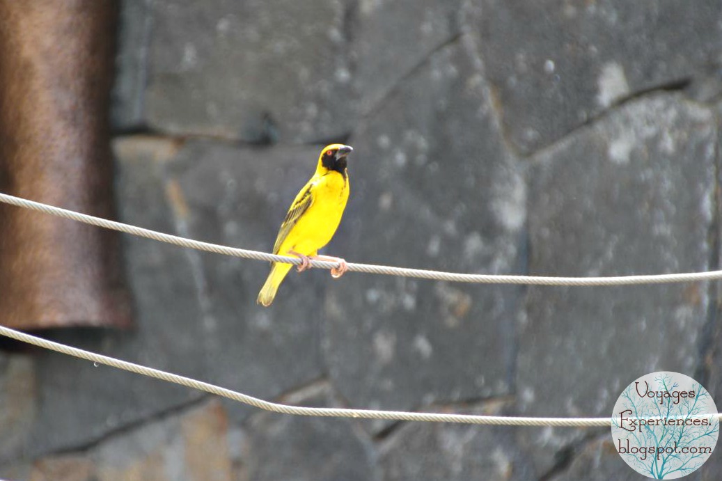 Voyages et Expériences : Oiseaux de l'île Maurice