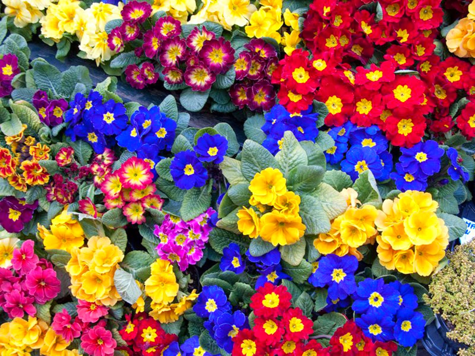 Šareno cvijeće za sive dane