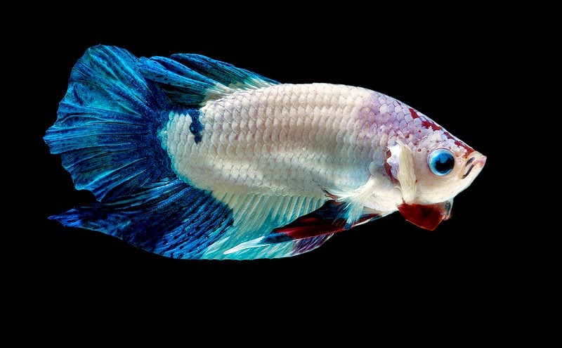 Cara Memilih Ikan Cupang Yang Bagus