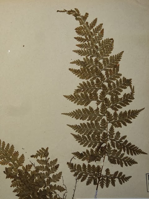 Jacques Huber and the Amazonian Botany: Plant collections