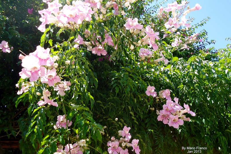 Meu Cantinho Verde: SETE-LÉGUAS - ( Podranea ricasoliana )
