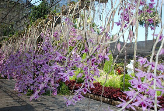 26+ Populer Desain Taman Bunga Anggrek