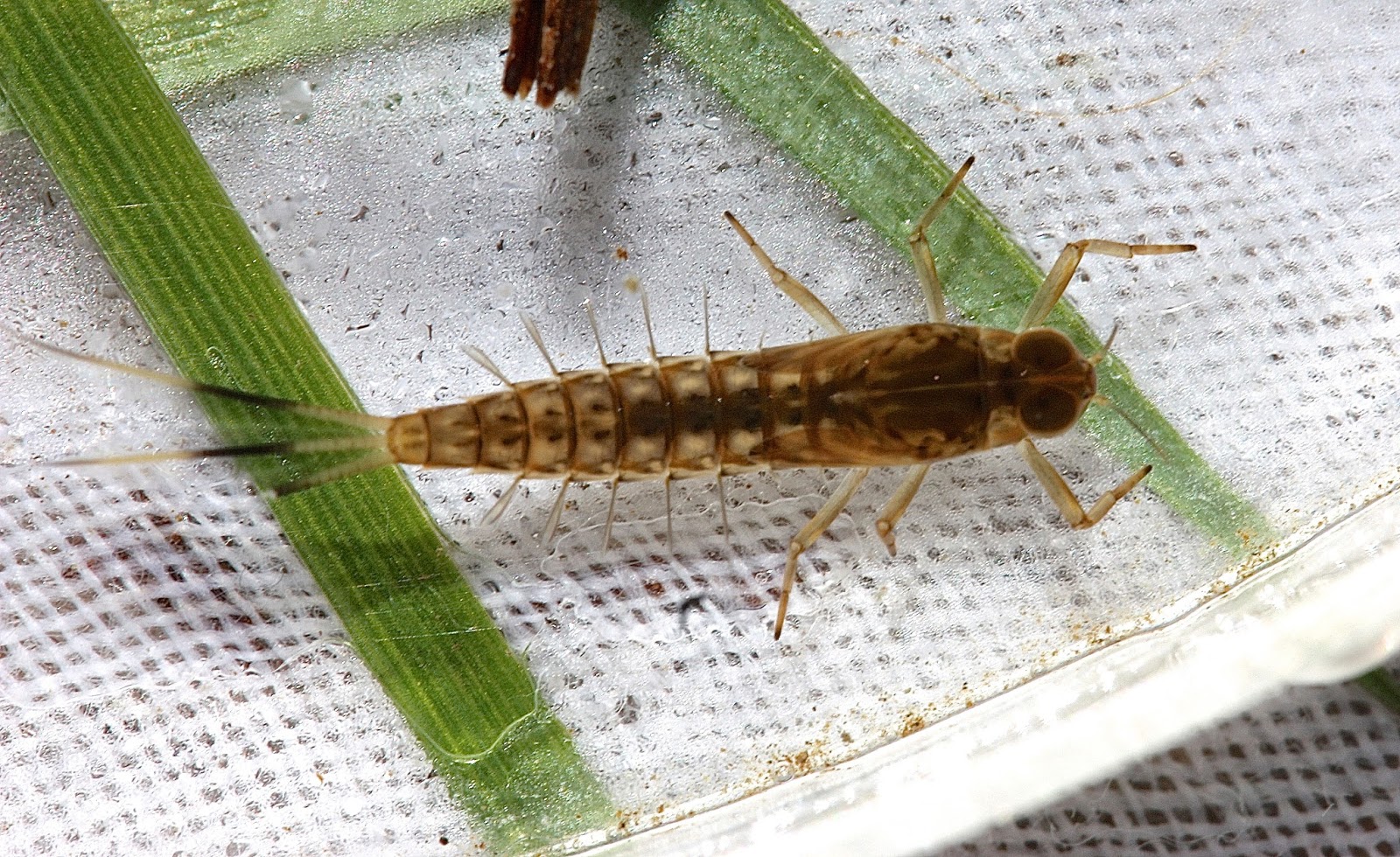 Aquatic Insects of Central Virginia: EPT Species List of Central ...