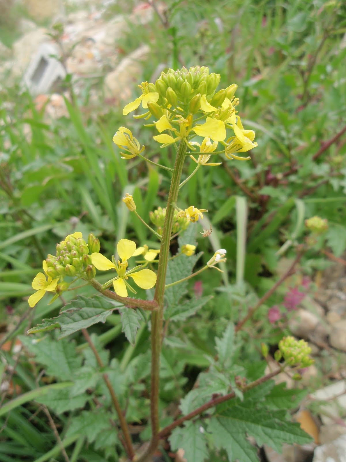 ARTERAPIA FLORAL: sábado 28 de noviembre de 2009