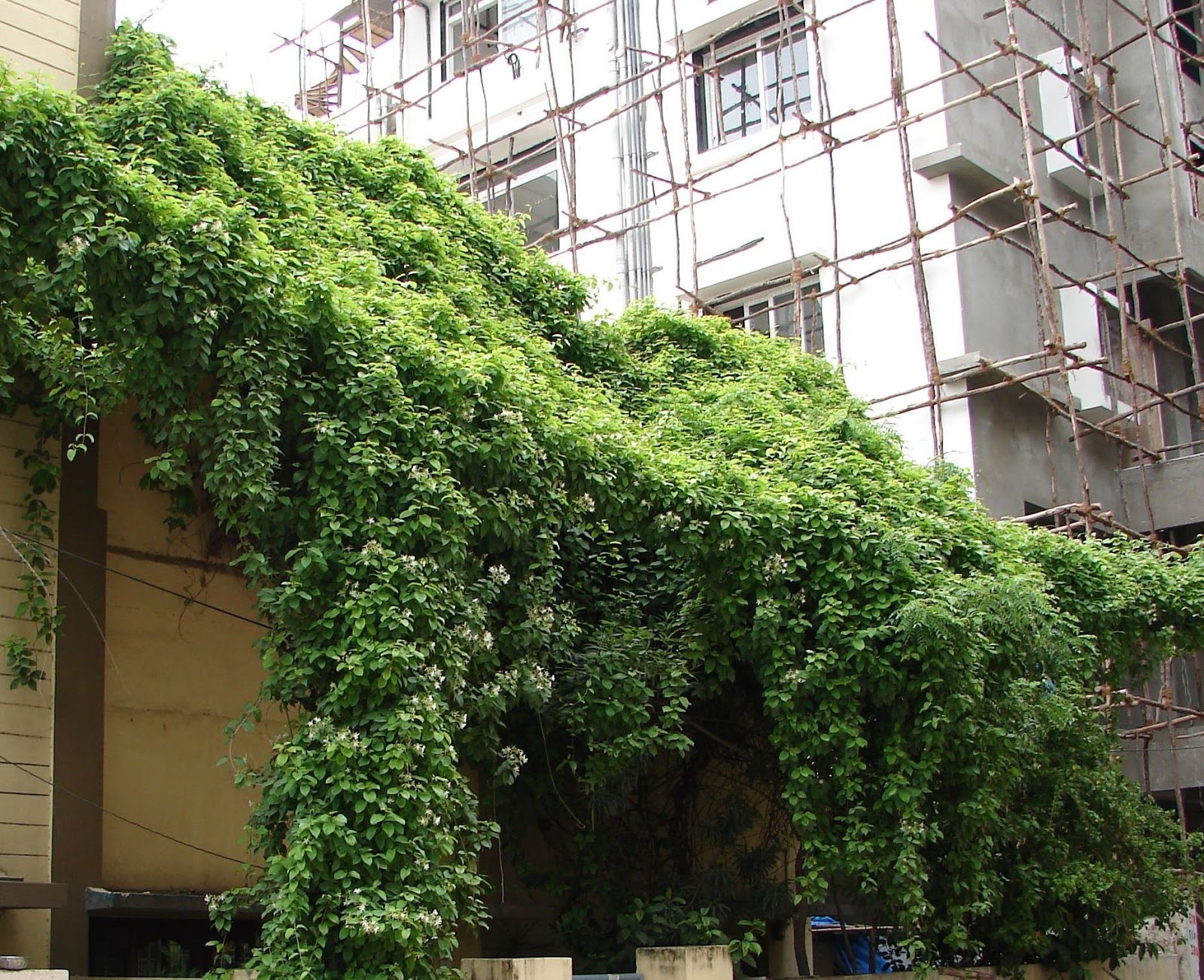 Raghu's column!: I love to live amidst trees and plants.