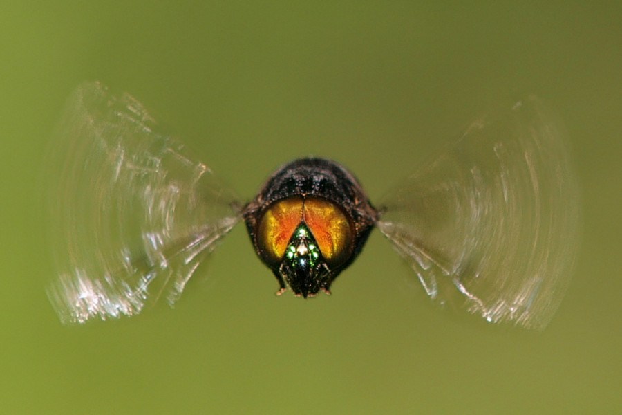 Cantinho da Bio: SÉRIE VIDA DE INSETO: LOCOMOÇÃO