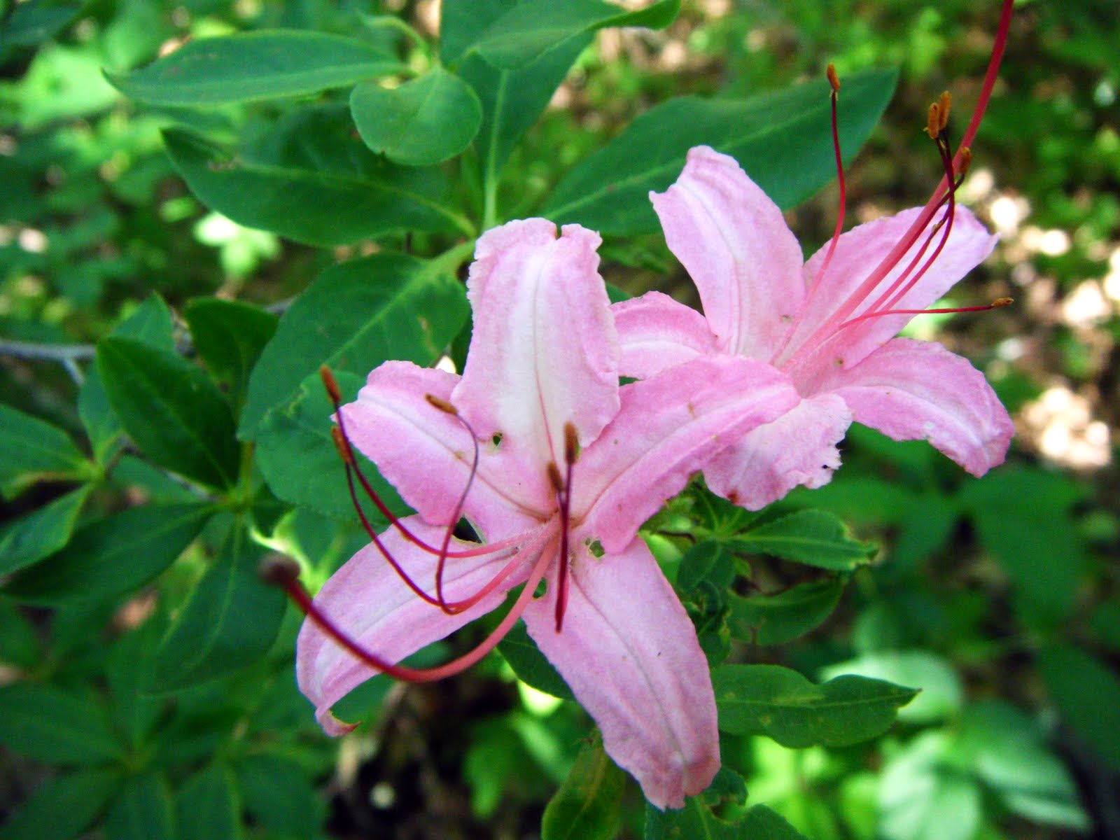 Your Hometown Hiker: Copper Bald Azaleas