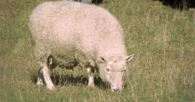 The Tearoom of Despair: Great Moments in Cinema History #28: Bad Taste ...