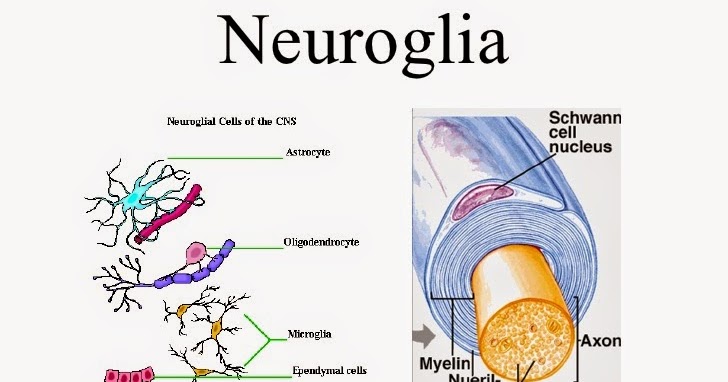 Biología Celular : NEUROGLÍA